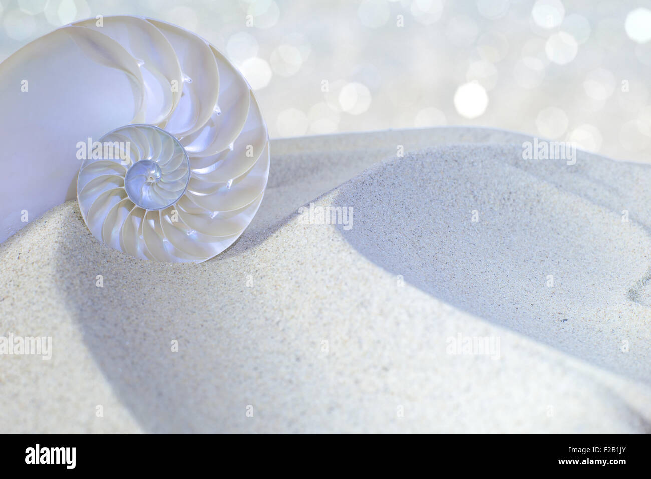Chambered Nautilus cutaway Shell on sandy beach Stock Photo - Alamy