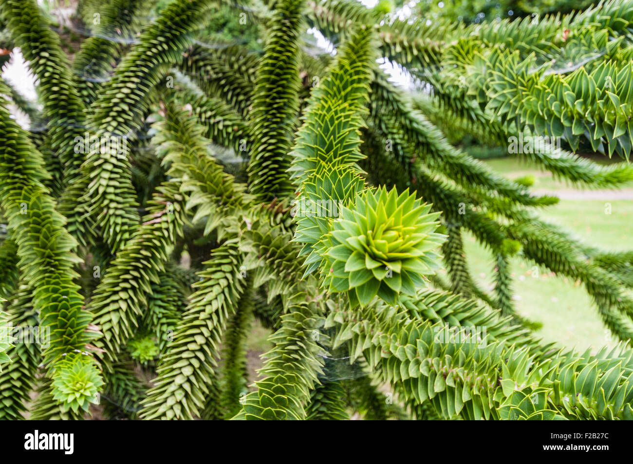 Monkey puzzle tree cones hi-res stock photography and images - Alamy