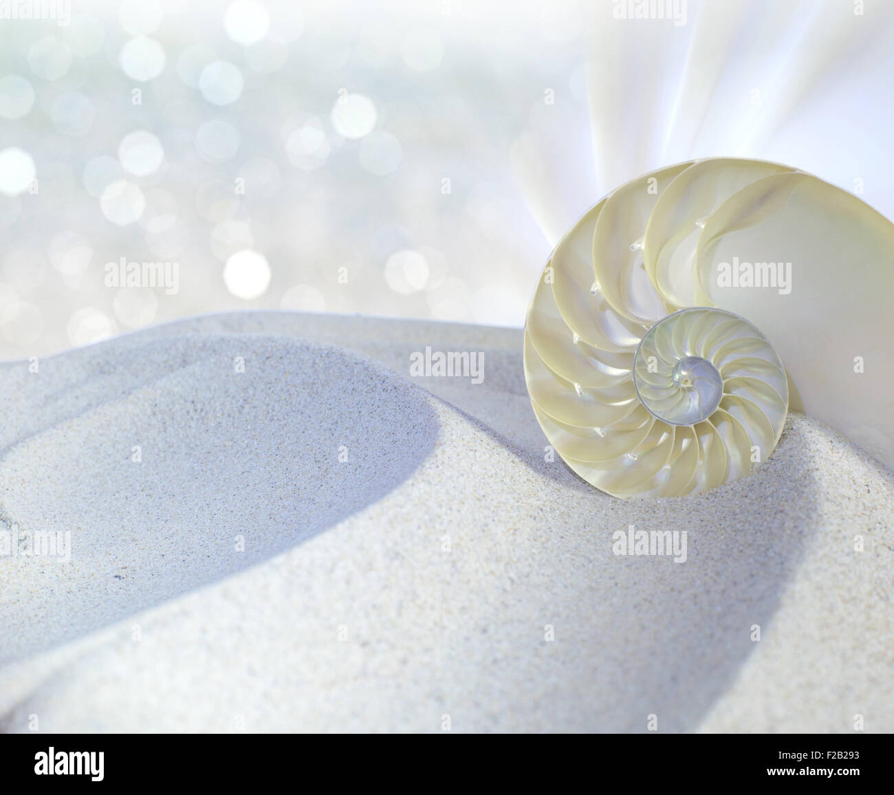 Chambered Nautilus cutaway Shell on sandy beach Stock Photo - Alamy