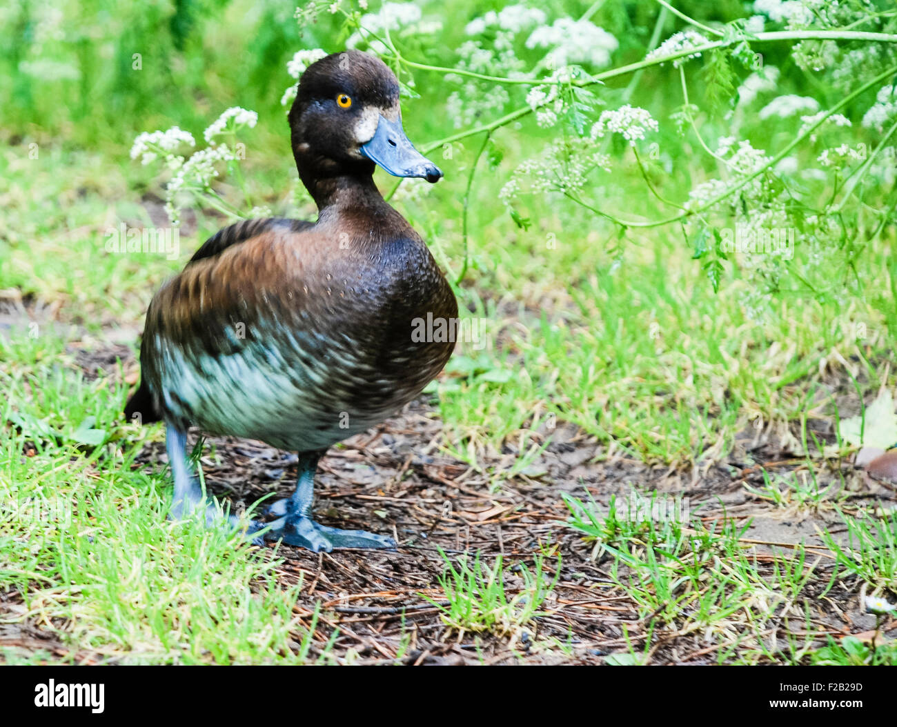 Feathered legs and feet hi-res stock photography and images - Alamy