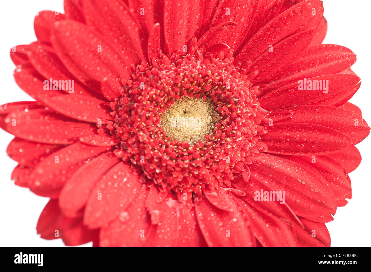 Red gerbera flower Stock Photo - Alamy