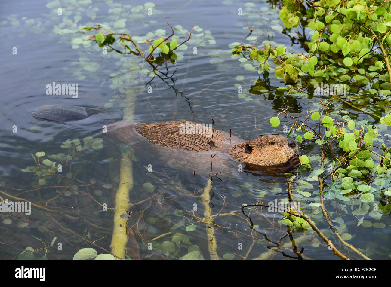Beaver tail branch hi-res stock photography and images - Alamy