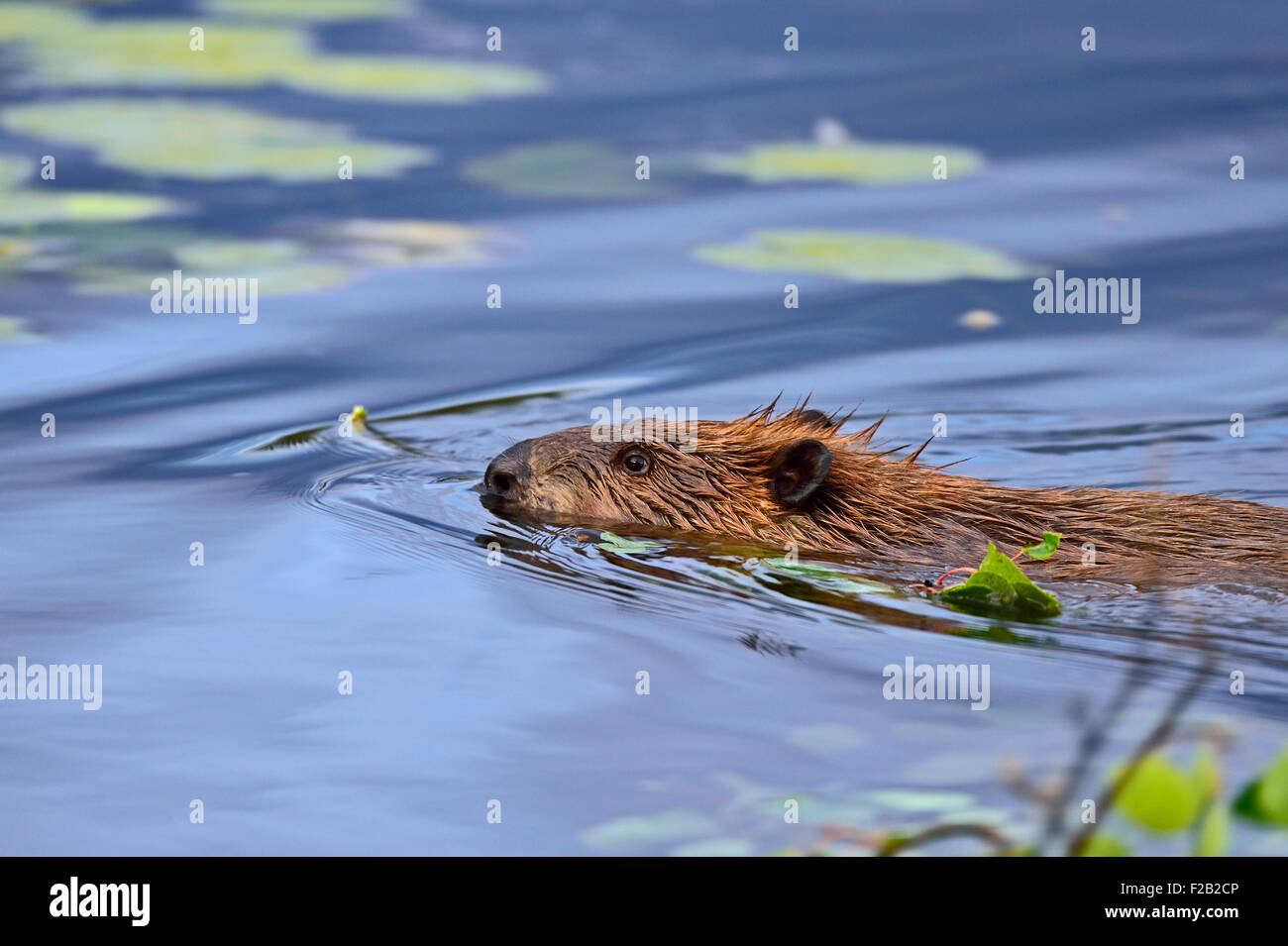 A side view of a beaver 'Castor canadenis', swimming caring a branch ...
