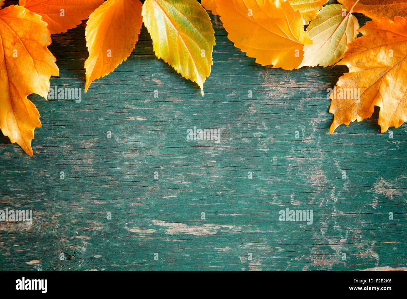 Close up photograph of a colorful fall backdrop Stock Photo - Alamy