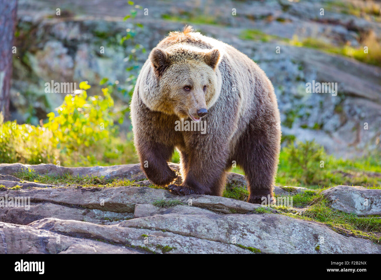 Big adult brown bear in the sunset Stock Photo - Alamy