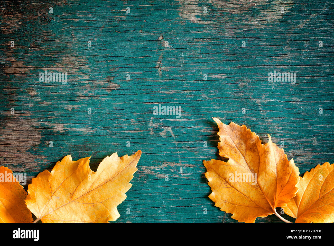 Close up photograph of a colorful fall backdrop Stock Photo - Alamy