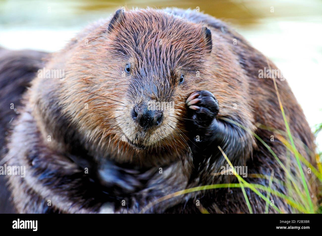A wild beaver 'Castor canadensis', sitting on the bank grooming the fur ...