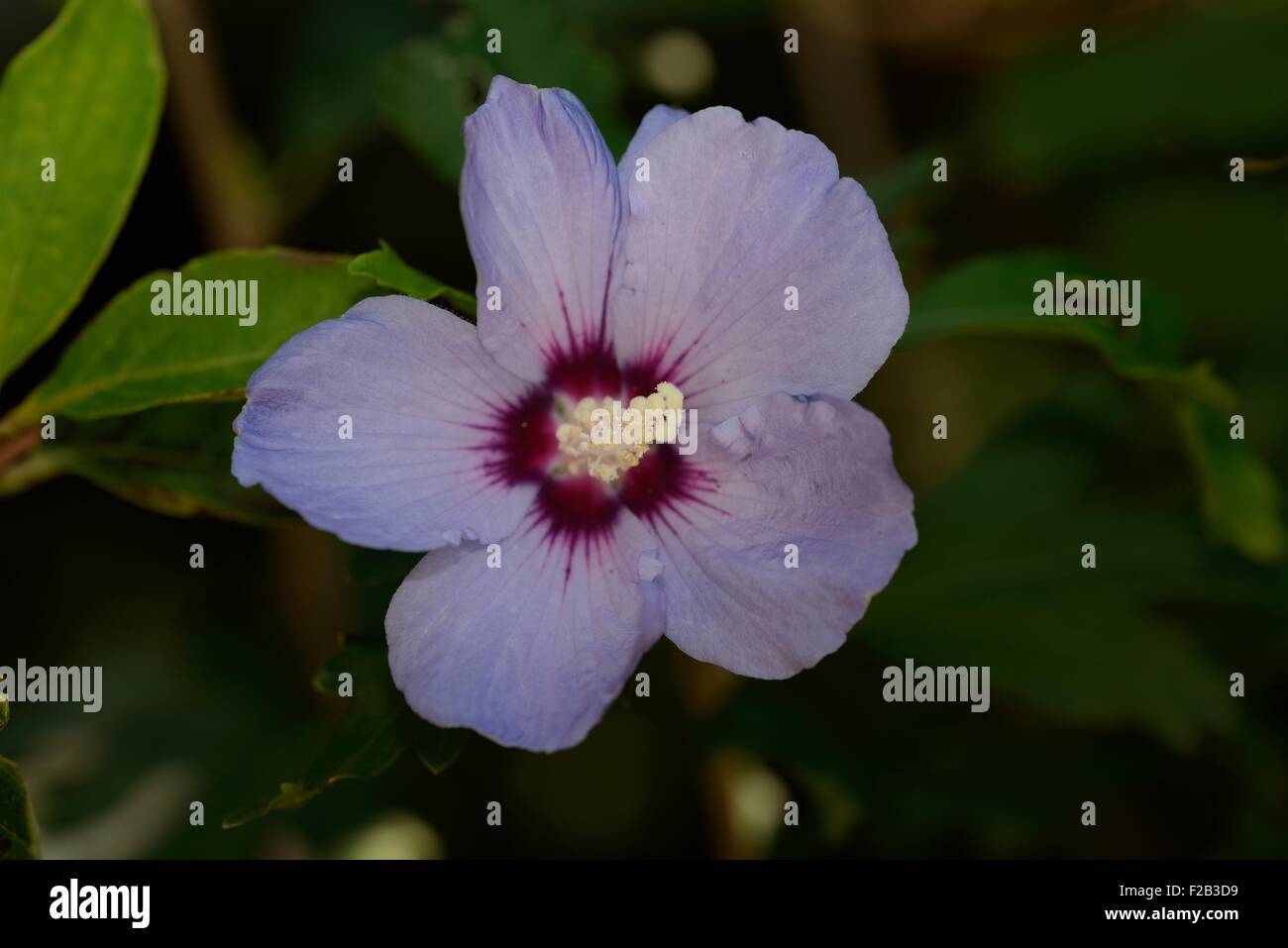 Hibiscus syriacus flower hi-res stock photography and images - Alamy
