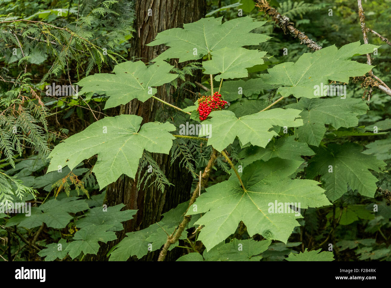 Club plant hi-res stock photography and images - Alamy