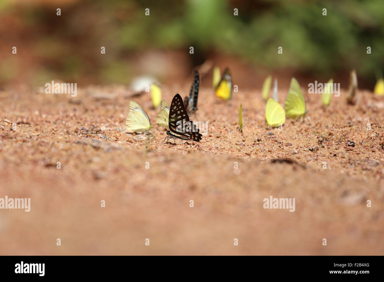 Group of butterfly on the ground (Common Jay, Small Grass Yellow Stock ...