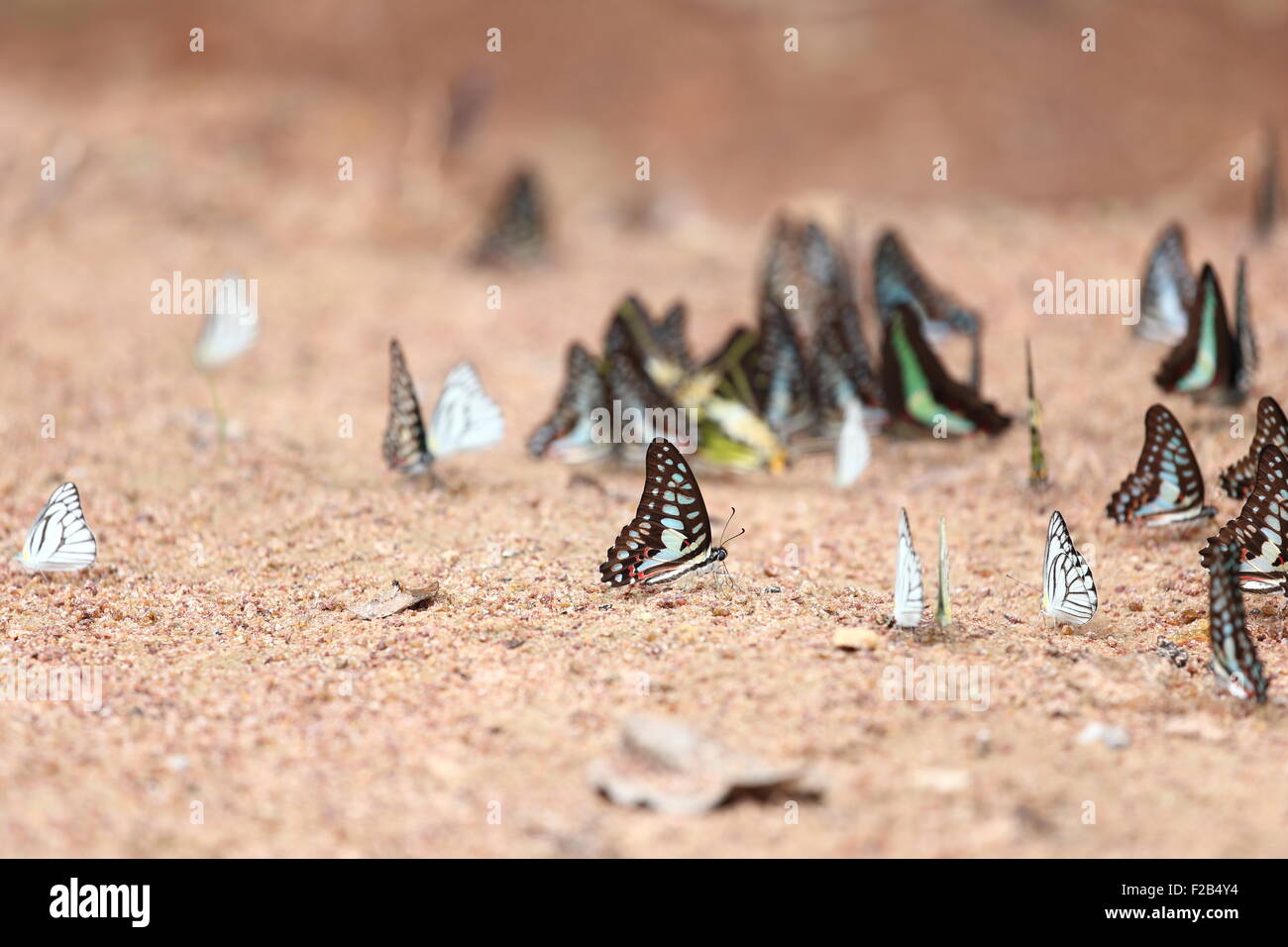 Group of butterfly on the ground (Common Jay, Striped Albatross Stock ...