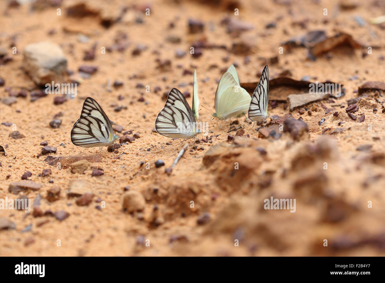 the Striped Albatross butterfly on the ground Stock Photo - Alamy