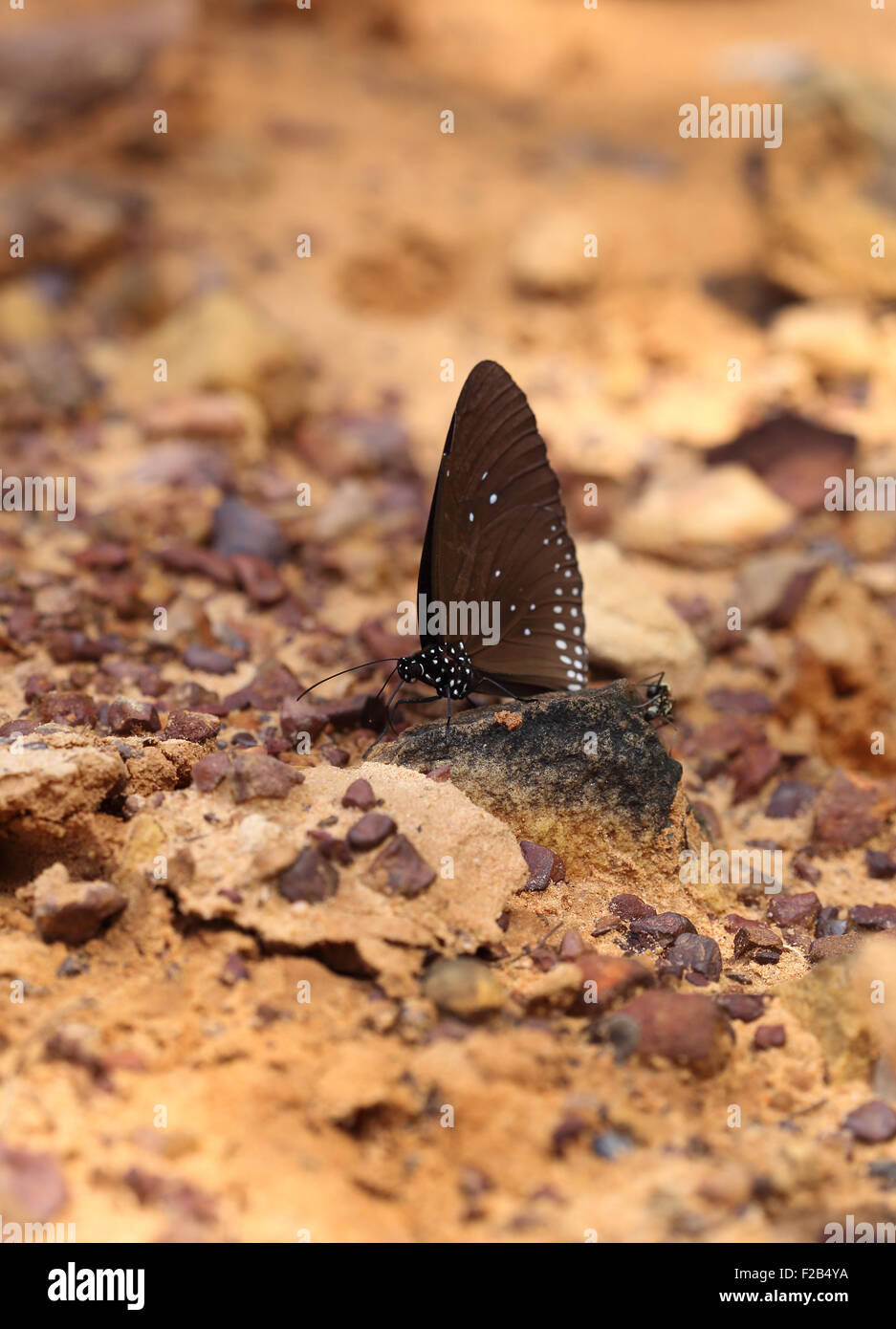 Common Indian Crow butterfly (Euploea core Lucus) on the ground Stock ...