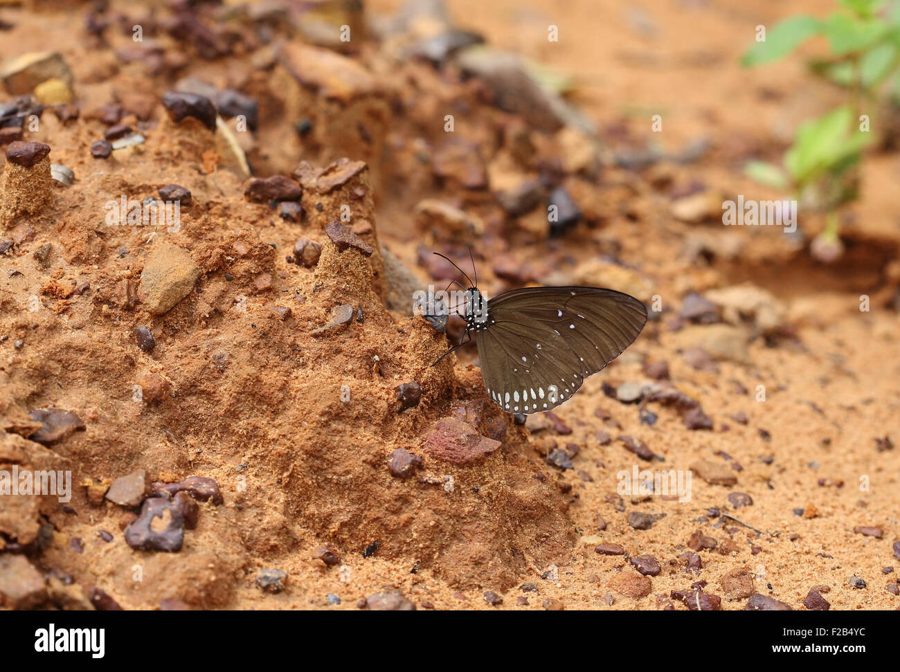 Common Indian Crow butterfly (Euploea core Lucus) on the ground Stock ...