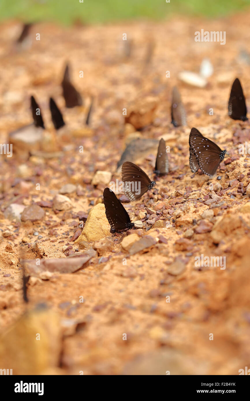 Common Indian Crow butterfly (Euploea core Lucus) on the ground Stock ...