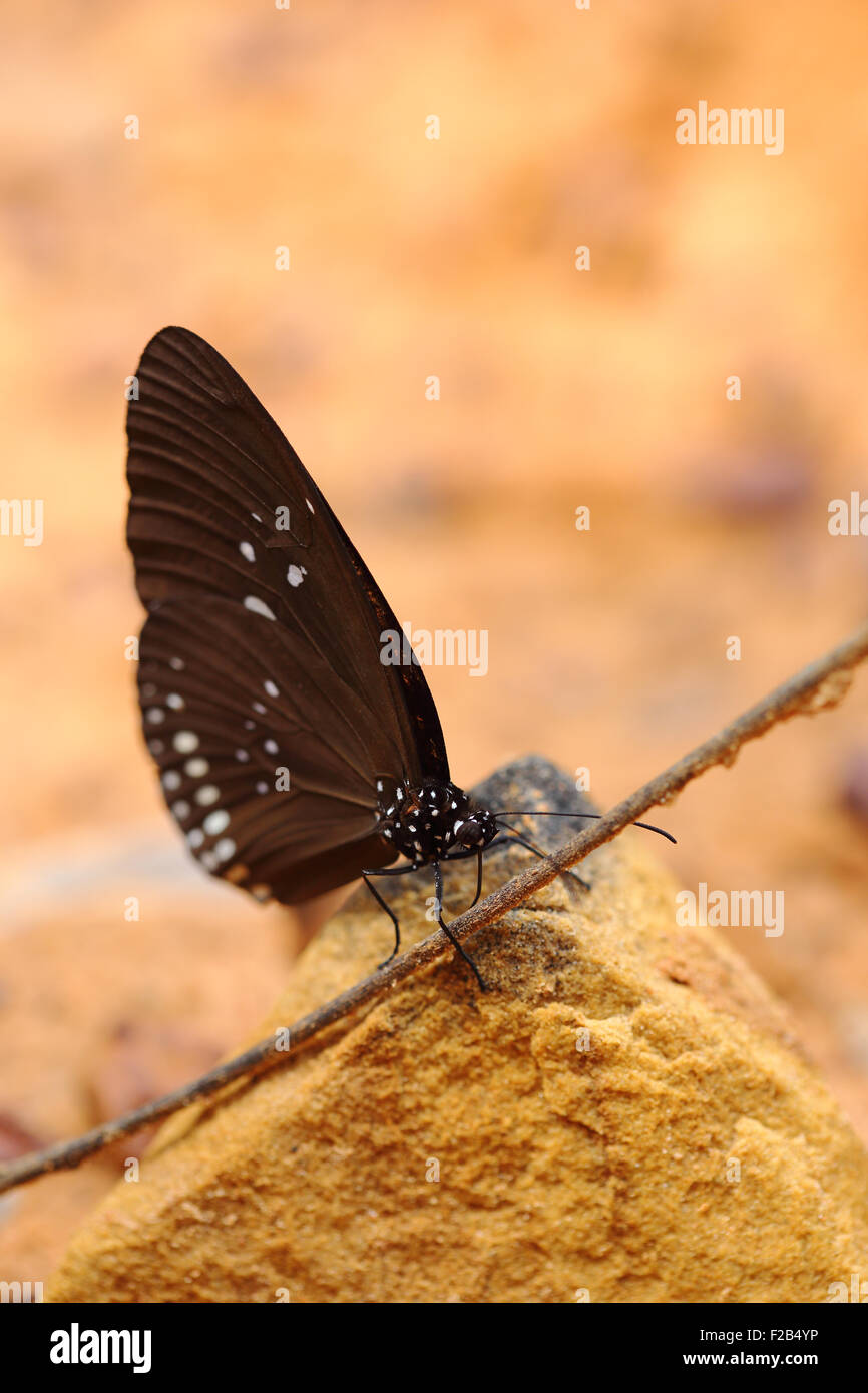 Common Indian Crow butterfly (Euploea core Lucus) on the ground Stock ...