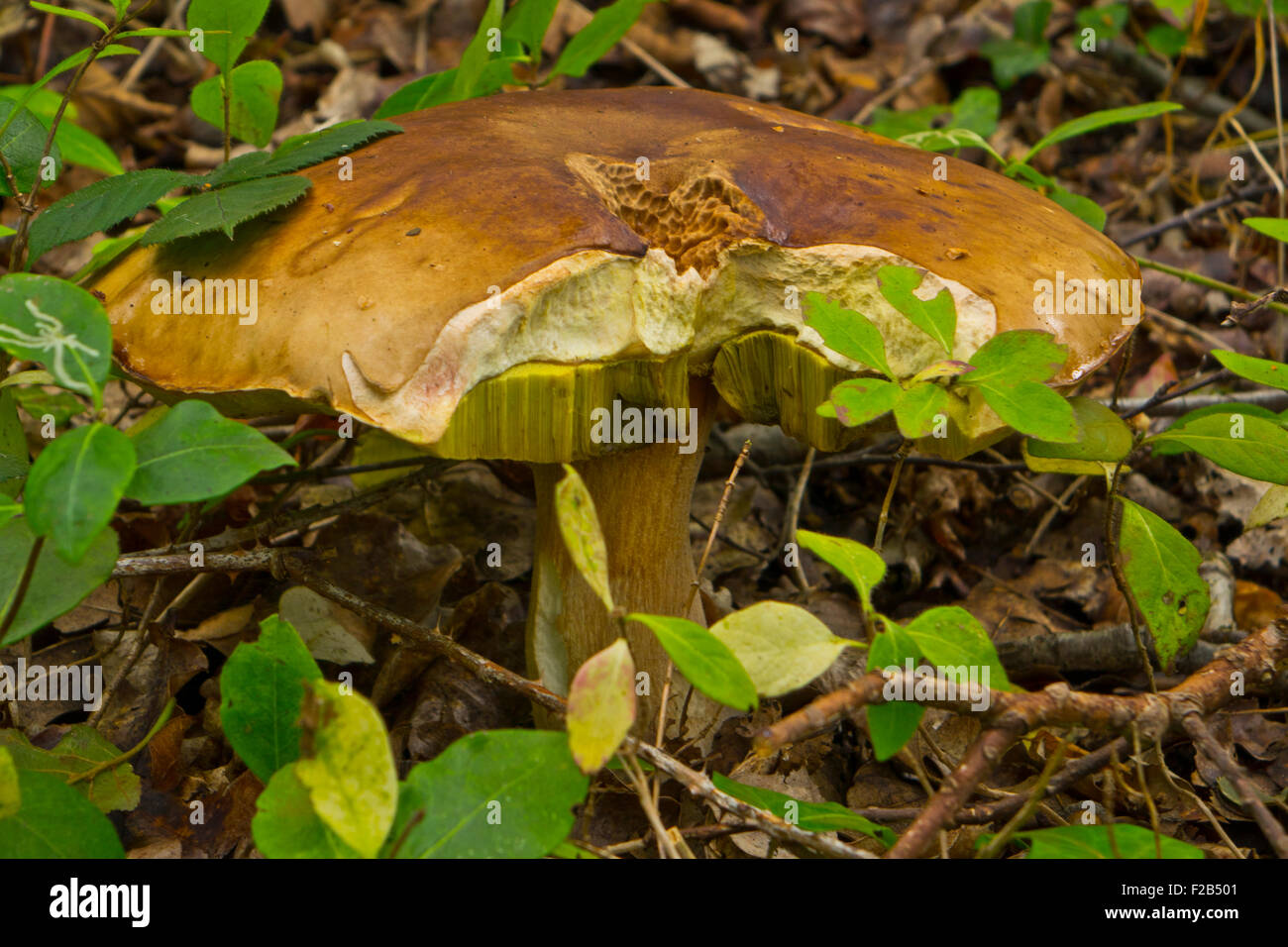 Bay bolete boletus badius Stock Photo - Alamy