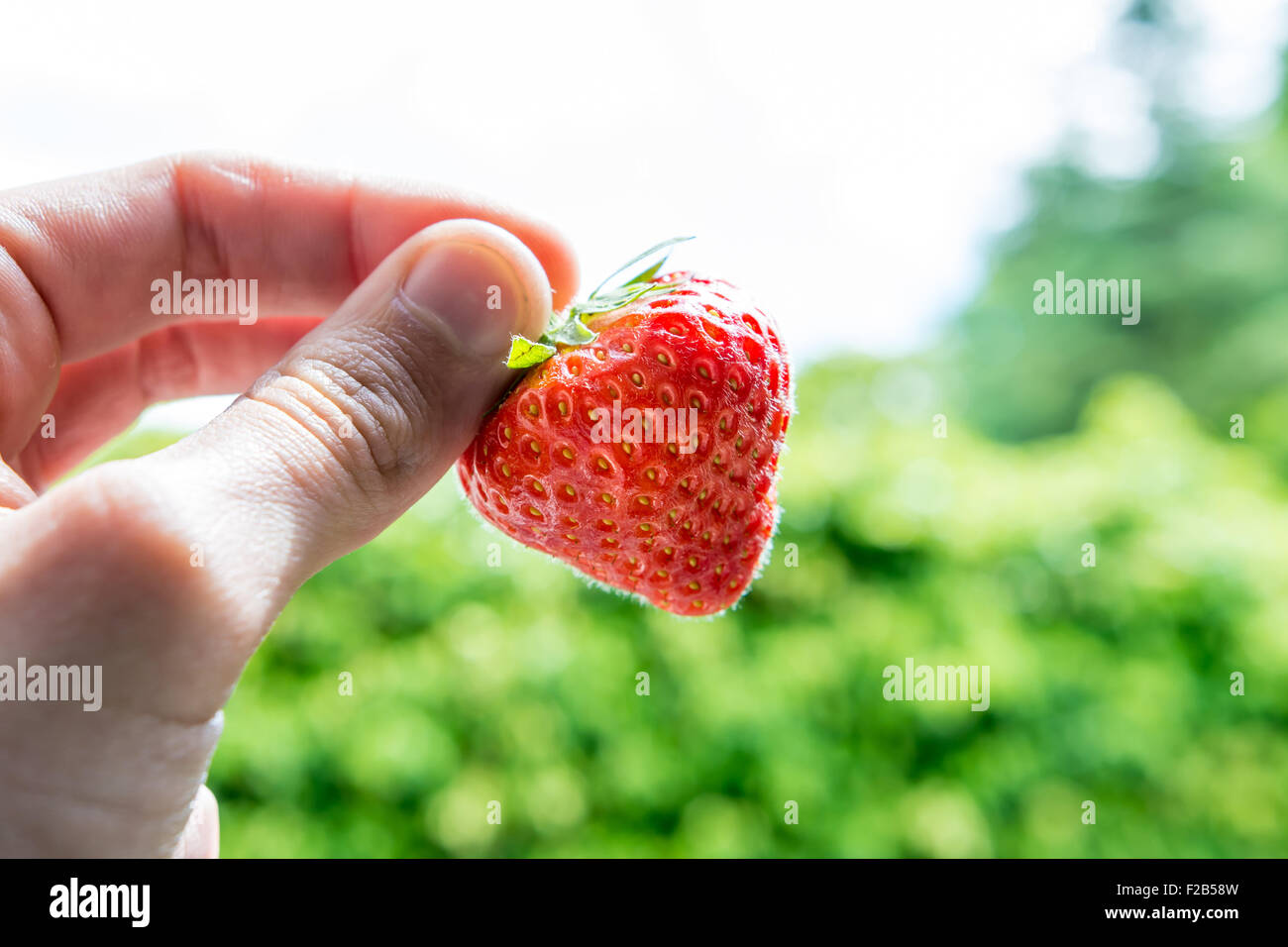 Hand holding strawberry Stock Photo - Alamy
