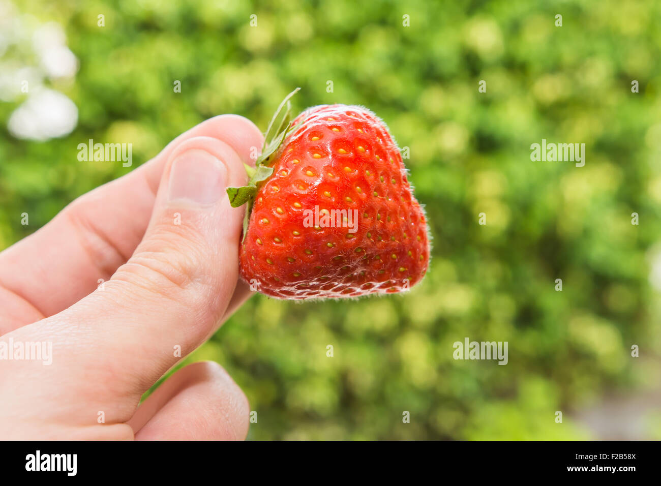 Hand holding strawberry Stock Photo - Alamy