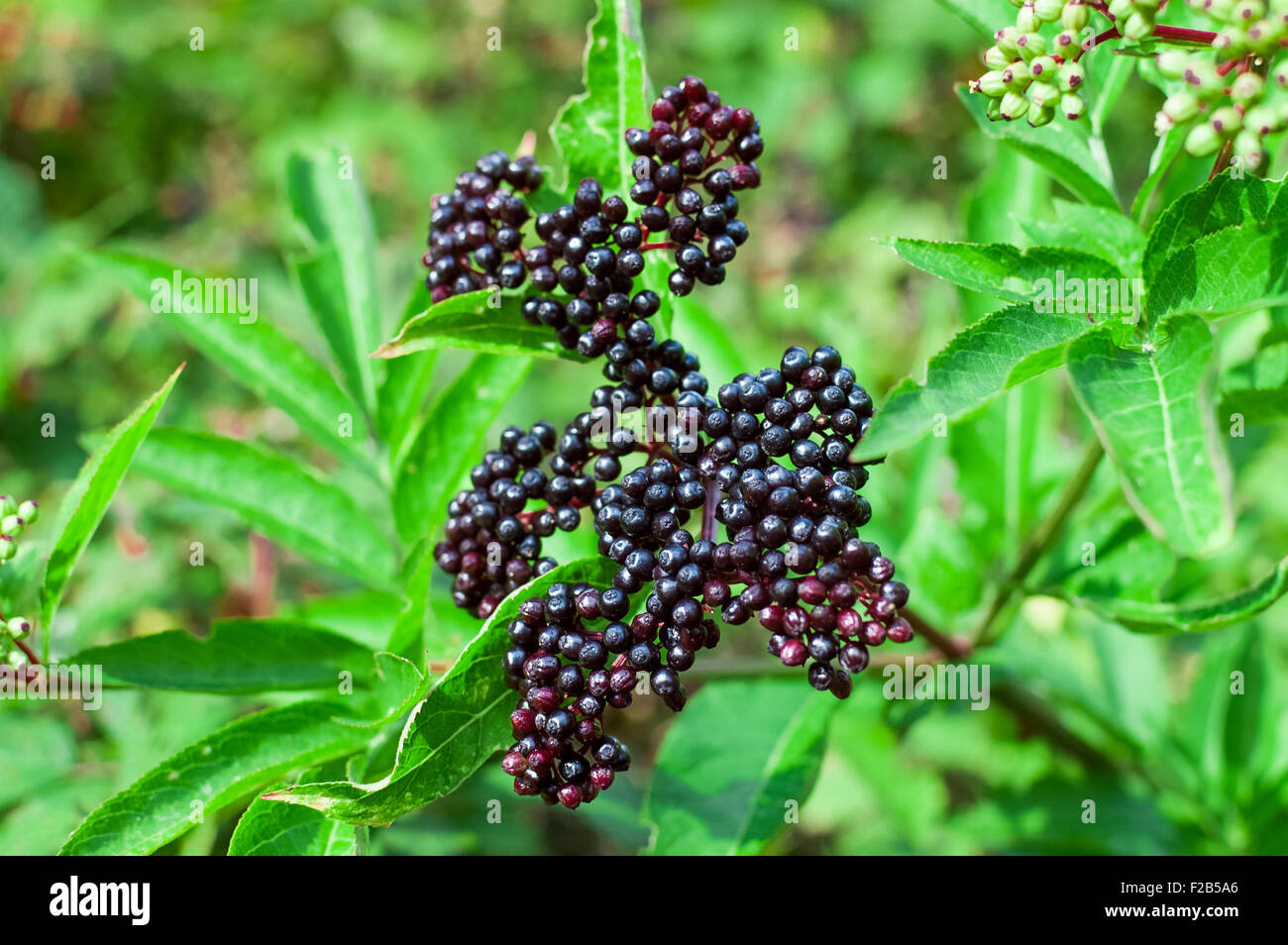 Sambucus plant hi-res stock photography and images - Alamy