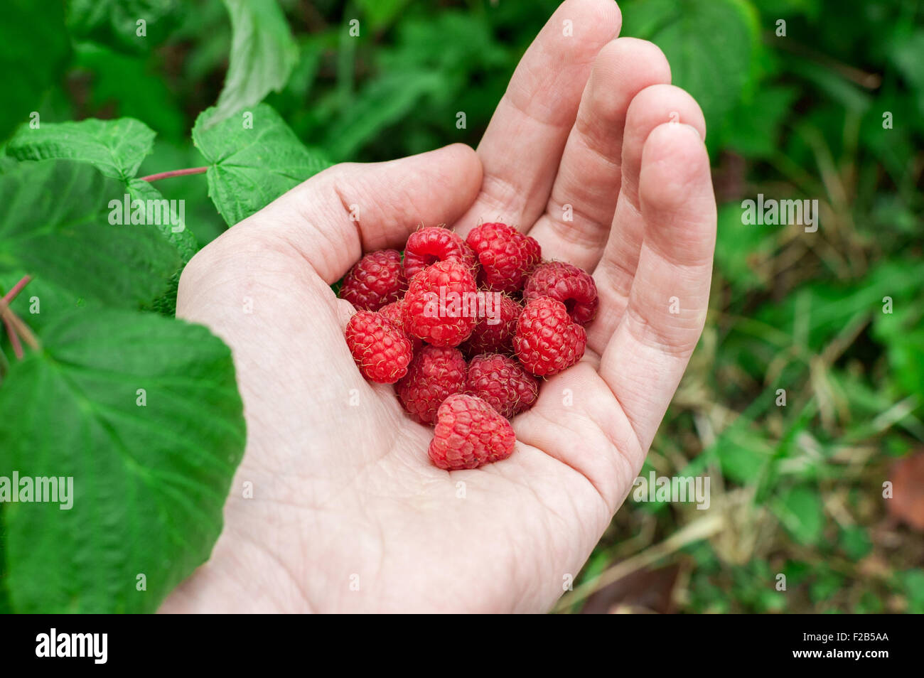 Hand holding a handful of wild raspberries Stock Photo - Alamy