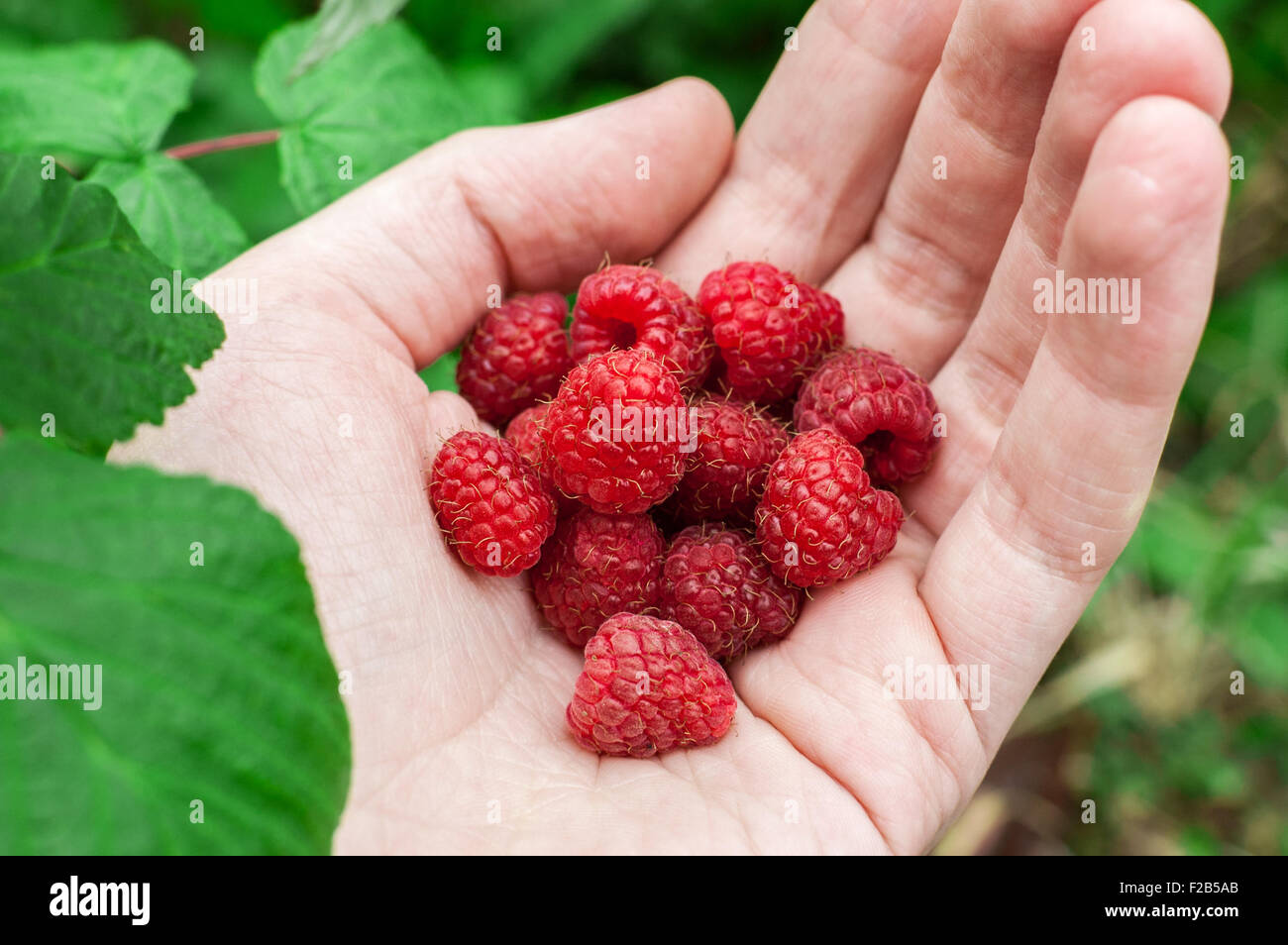 Hand holding a handful of wild raspberries Stock Photo - Alamy