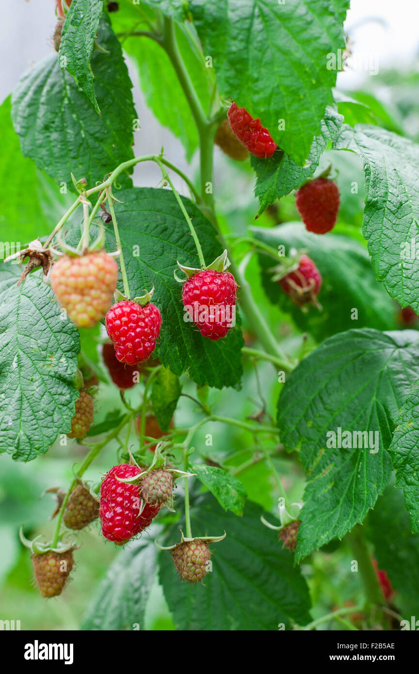 Raspberry Bush High Resolution Stock Photography and Images - Alamy