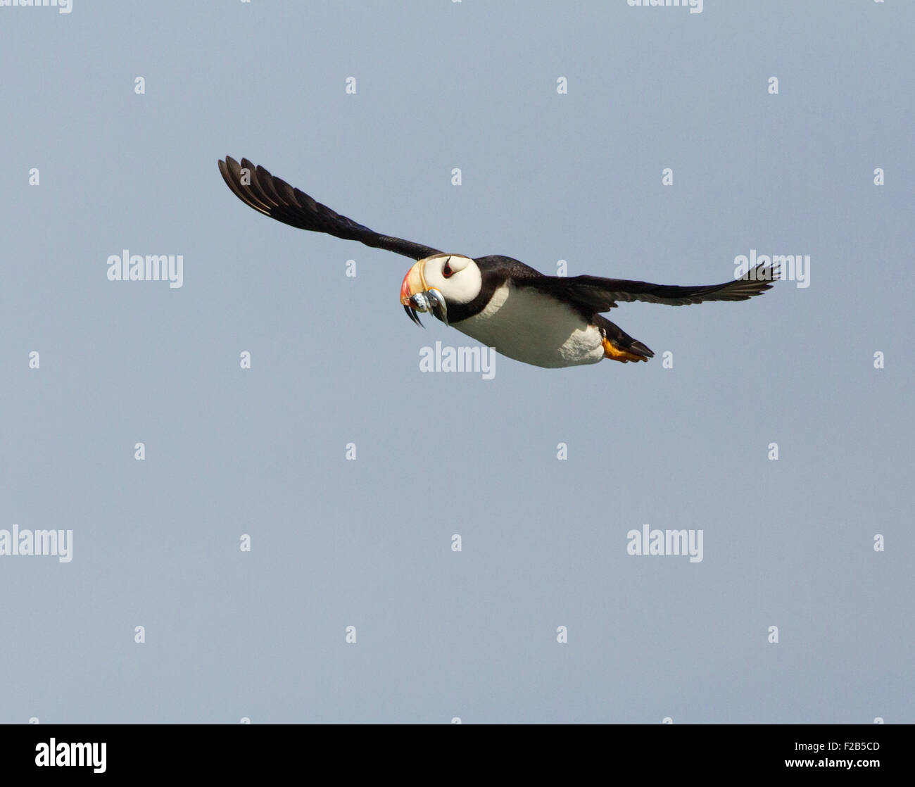 Horned puffin in flight with fish hi-res stock photography and images ...