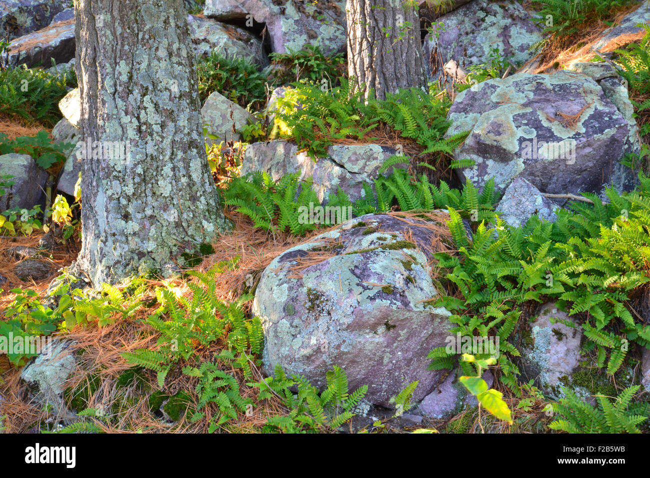 Fall color in Devil's Lake State Park near Baraboo, Wisconsin Stock ...