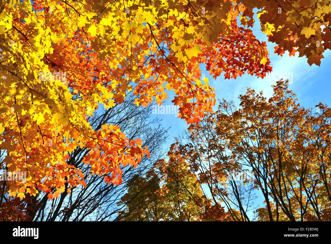 Fall color in Devil's Lake State Park near Baraboo, Wisconsin Stock ...