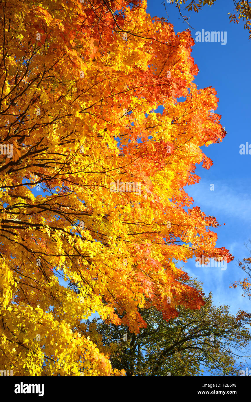 Fall color in Devil's Lake State Park near Baraboo, Wisconsin Stock ...