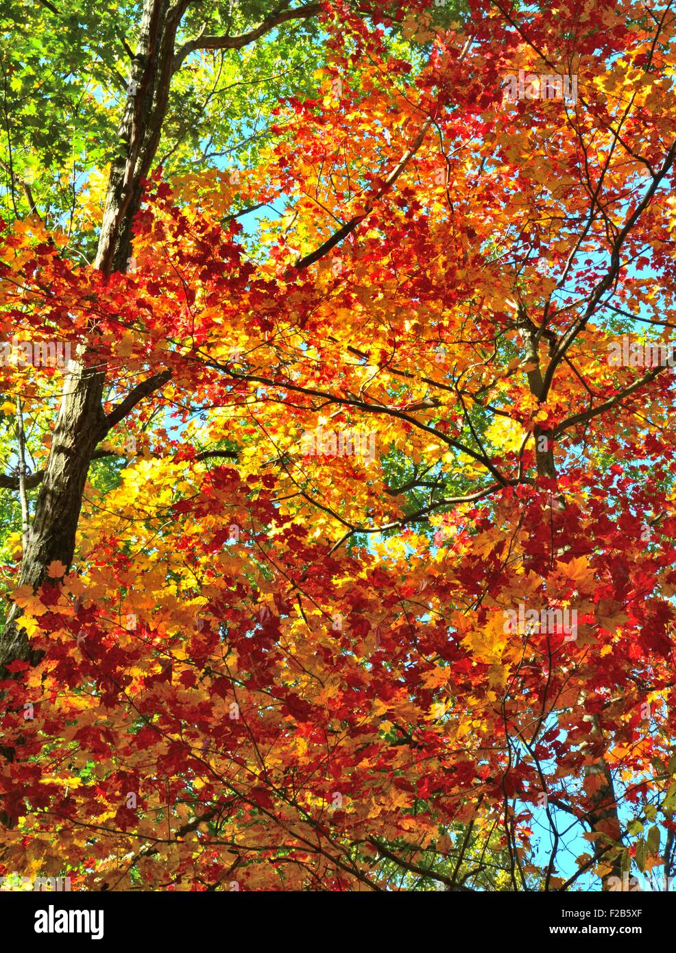 Fall color in Devil's Lake State Park near Baraboo, Wisconsin Stock ...
