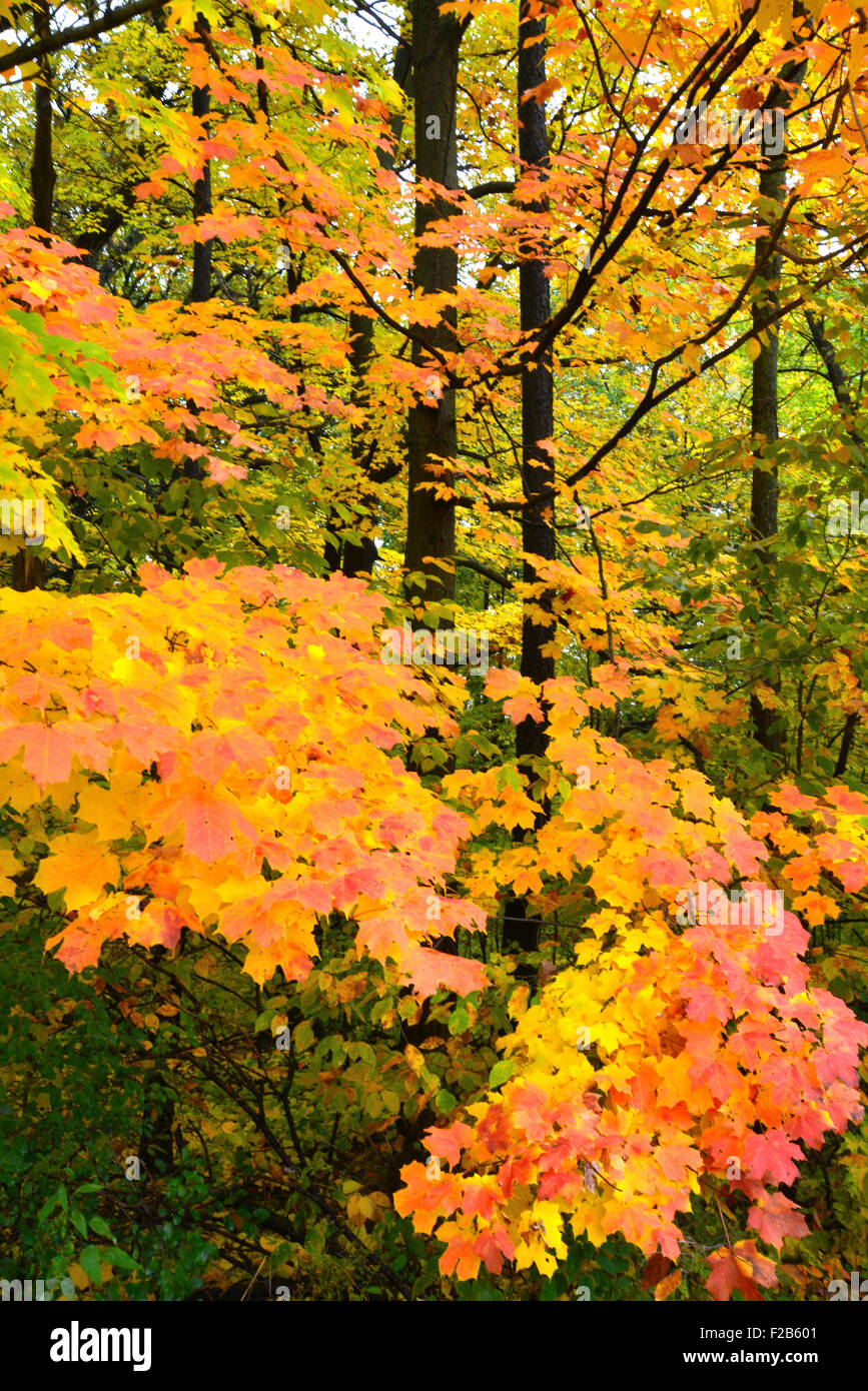 Cook county forest preserve hi-res stock photography and images - Alamy