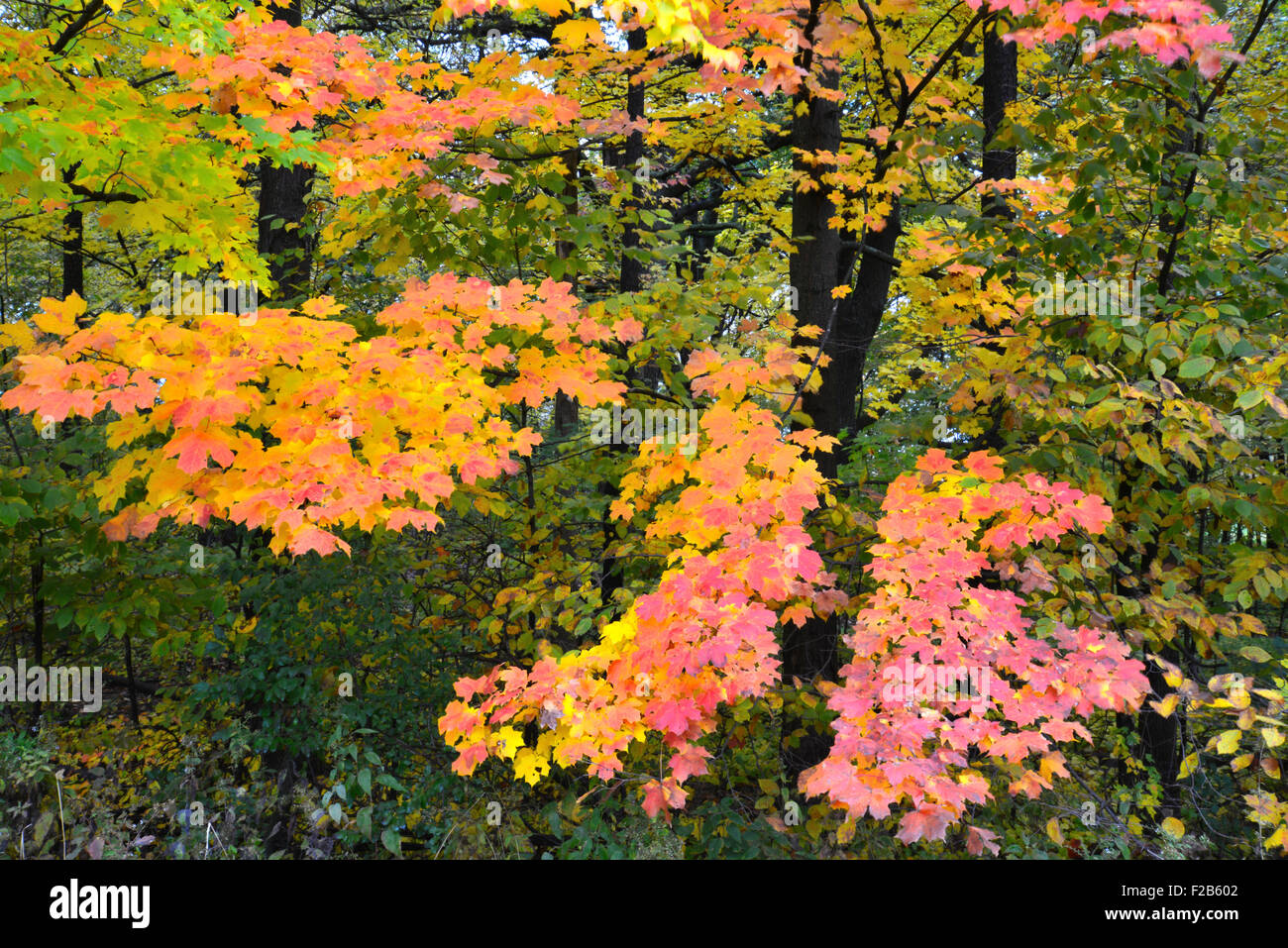 Fall colors in Cook County Forest Preserve District in northeastern ...
