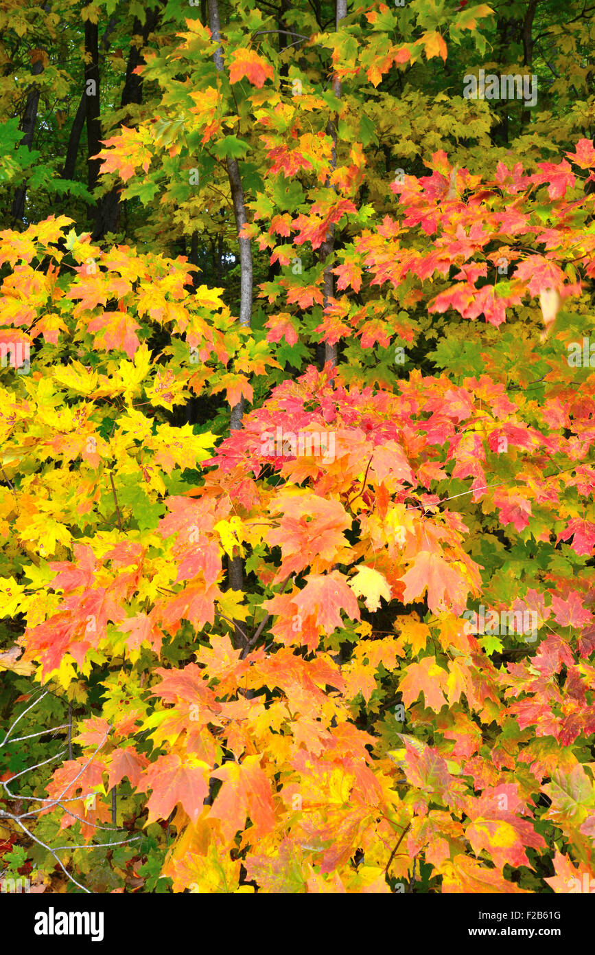 Fall colors in Cook County Forest Preserve District in northeastern ...