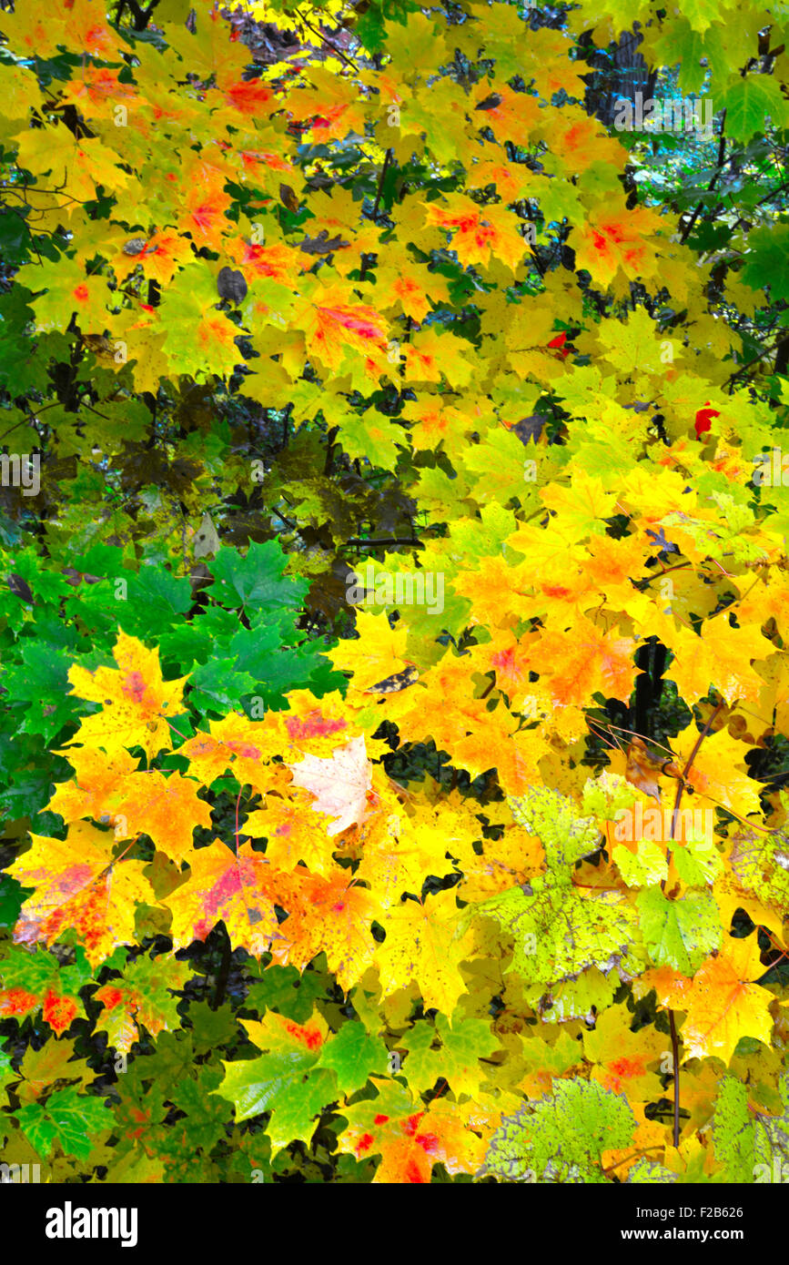 Fall colors in Cook County Forest Preserve District in northeastern ...