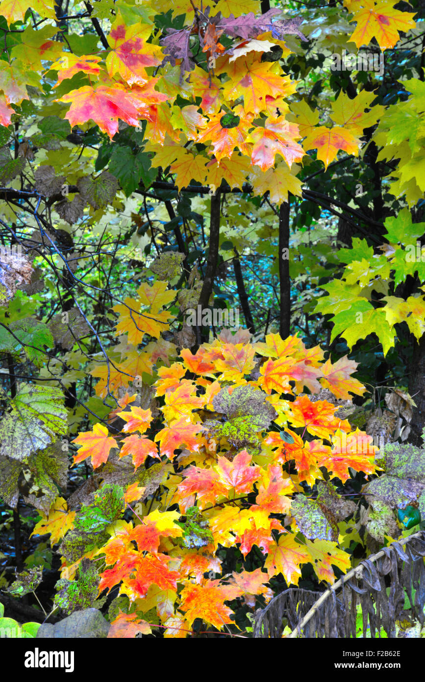 Fall colors in Cook County Forest Preserve District in northeastern ...