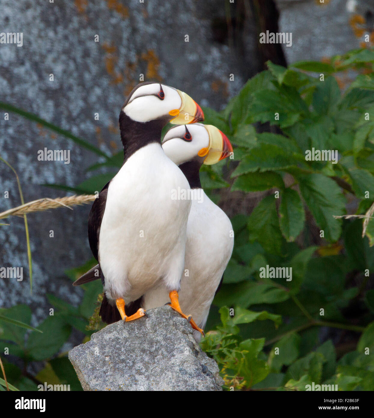 Two horned puffins hi-res stock photography and images - Alamy