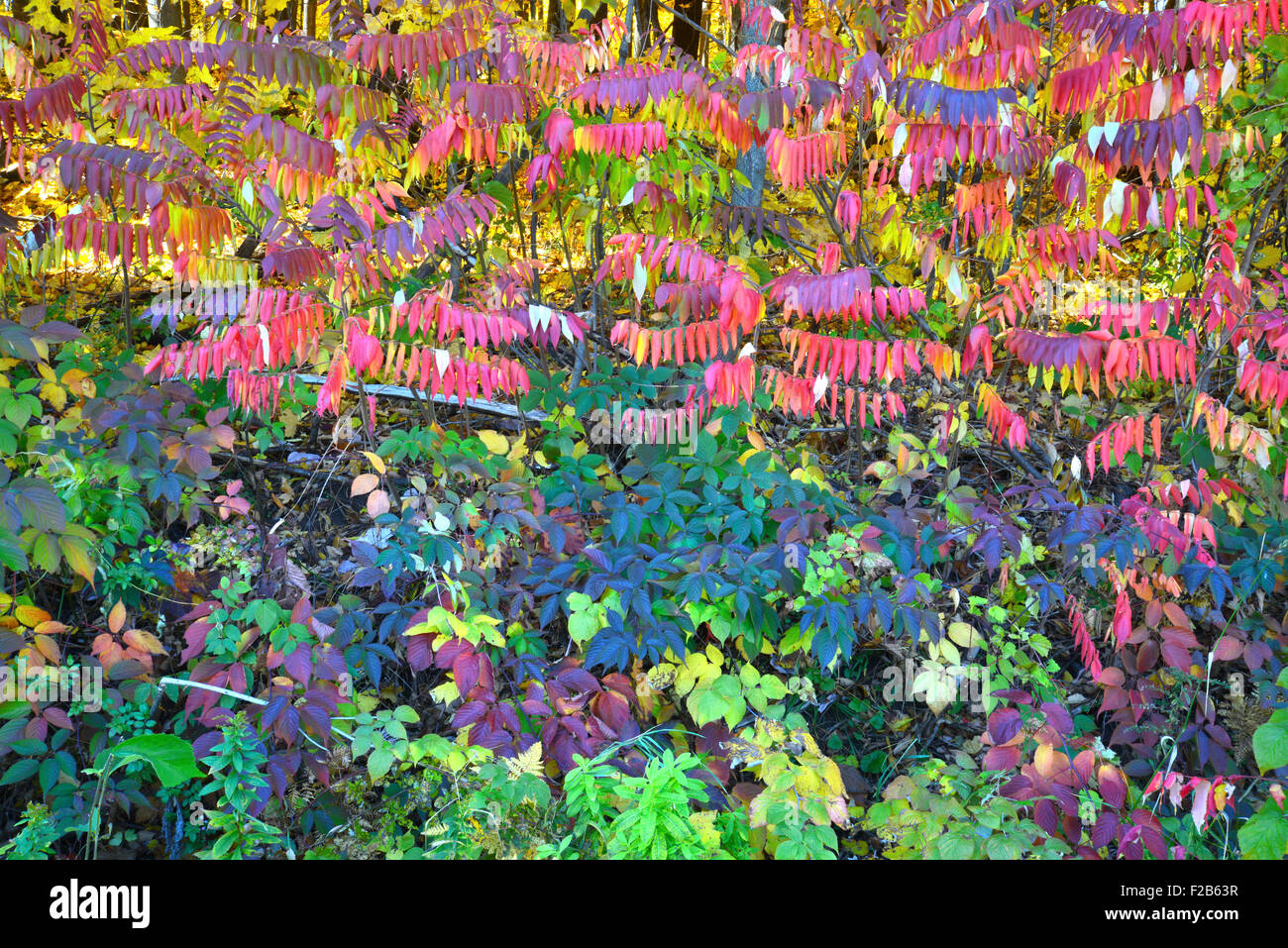Fall color in Devil's Lake State Park near Baraboo, Wisconsin Stock ...