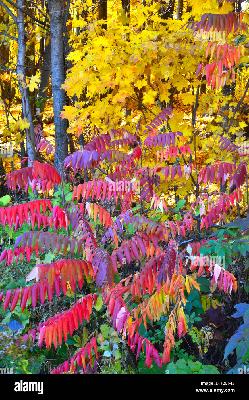 Fall color in Devil's Lake State Park near Baraboo, Wisconsin Stock ...