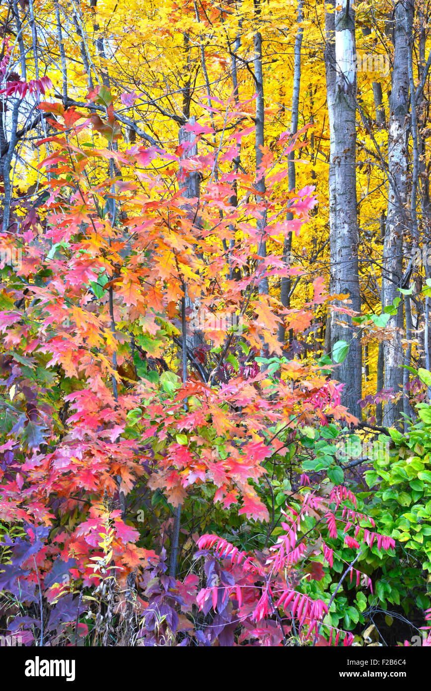 Fall color in Devil's Lake State Park near Baraboo, Wisconsin Stock ...