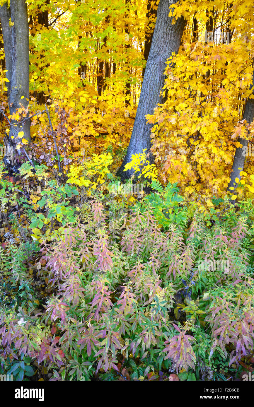Fall color in Devil's Lake State Park near Baraboo, Wisconsin Stock ...