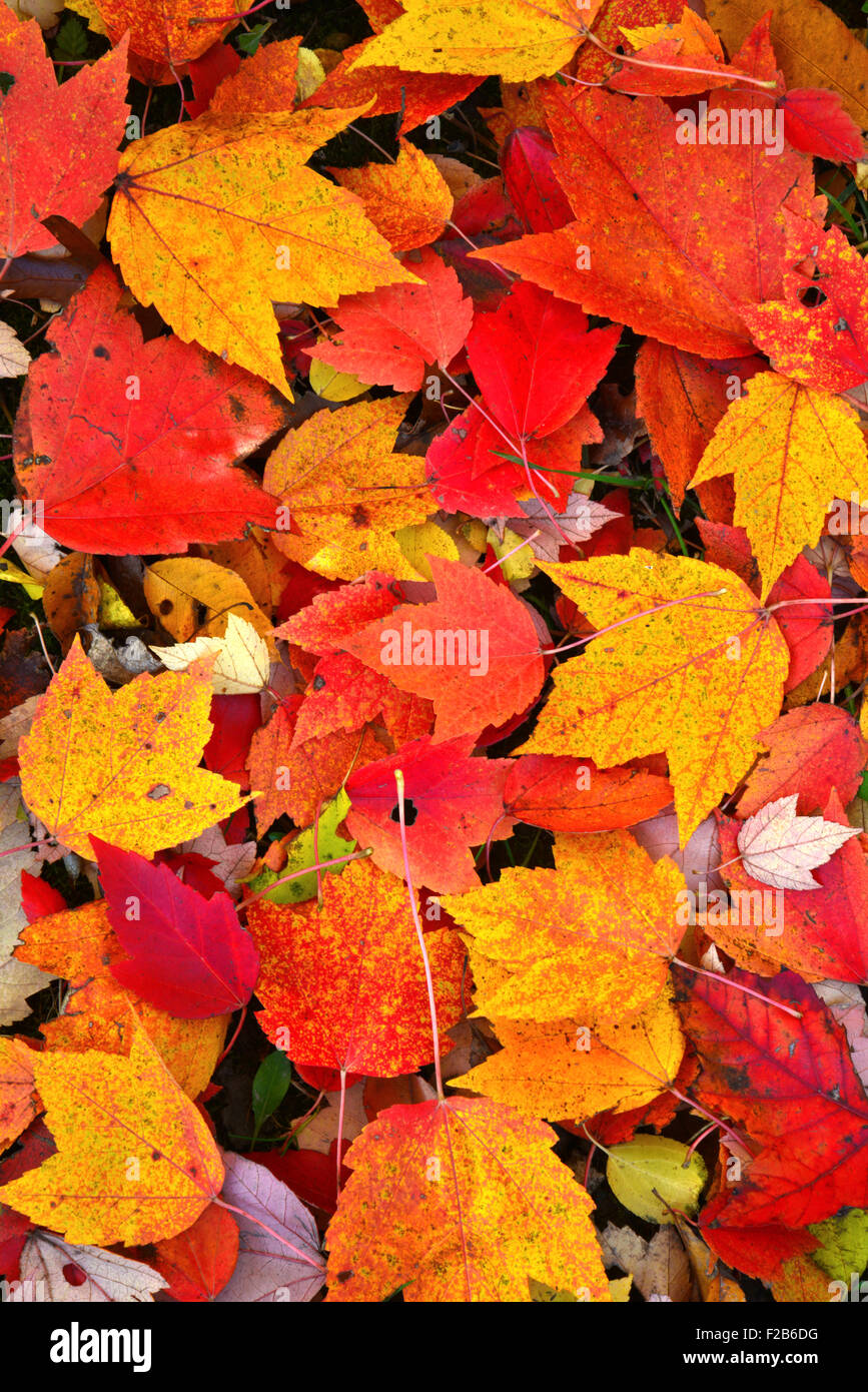 Fall color leaves in Chain-o-Lakes State Park in Spring Grove, Illinois ...