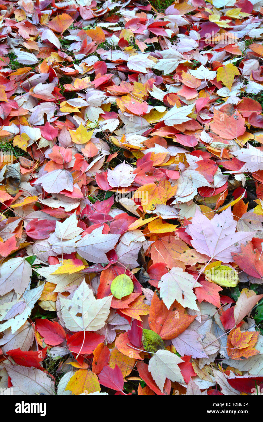 Fall color leaves in Chain-o-Lakes State Park in Spring Grove, Illinois ...