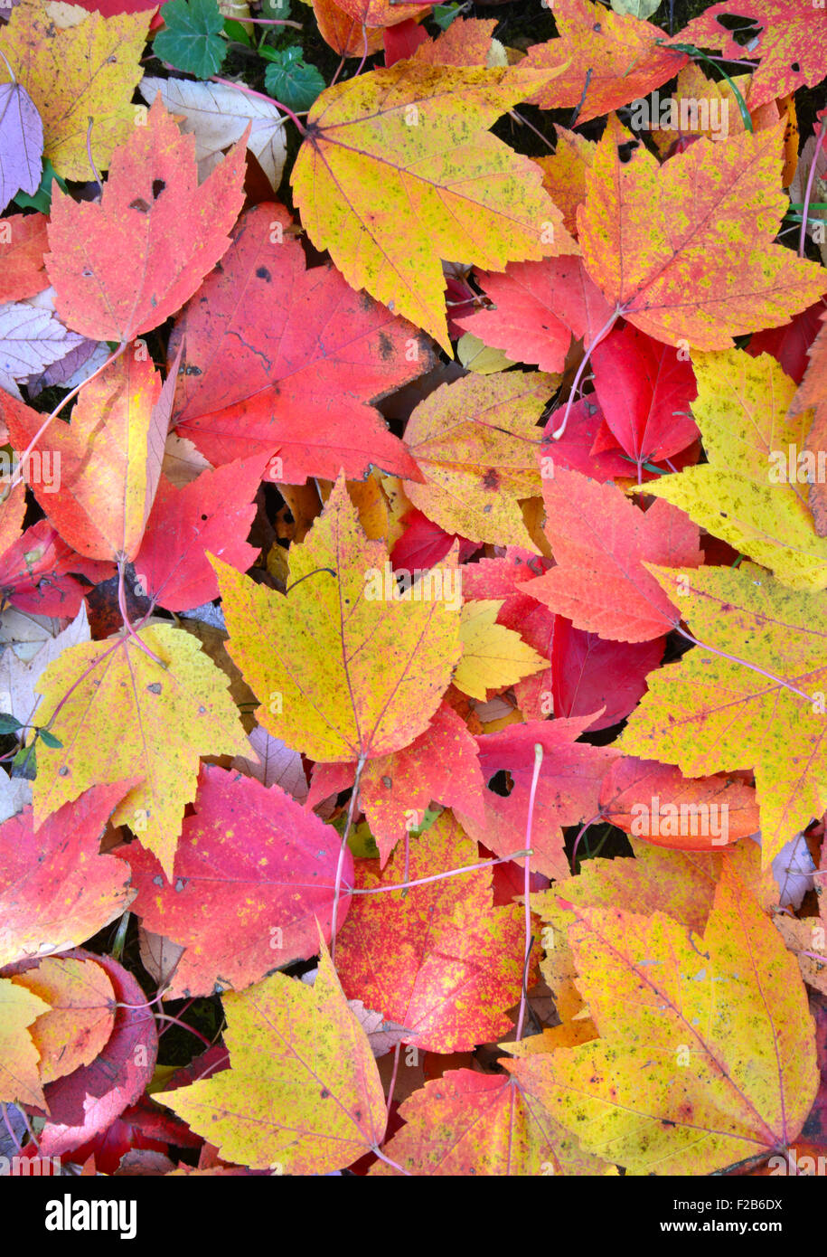 Fall color leaves in chain o lakes hi-res stock photography and images ...