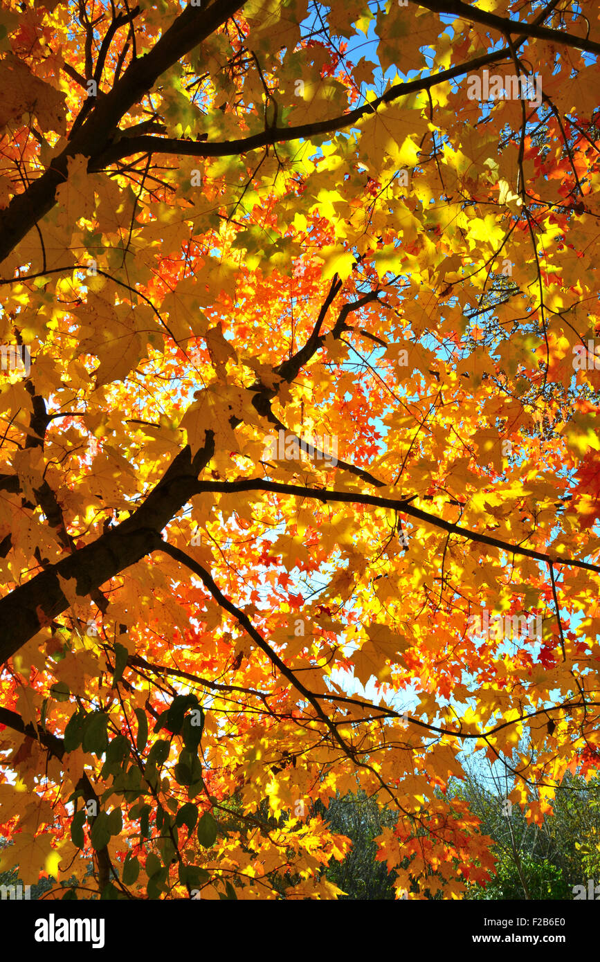 Fall colors at Devil's Lake State Park near Baraboo, Wisconsin Stock ...