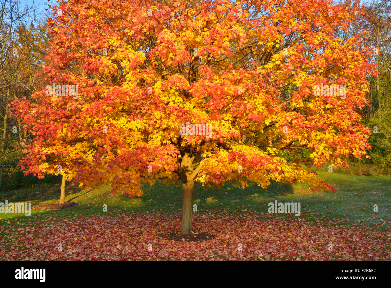 Beautiful sugar maple tree in peak fall color in McHenry County ...