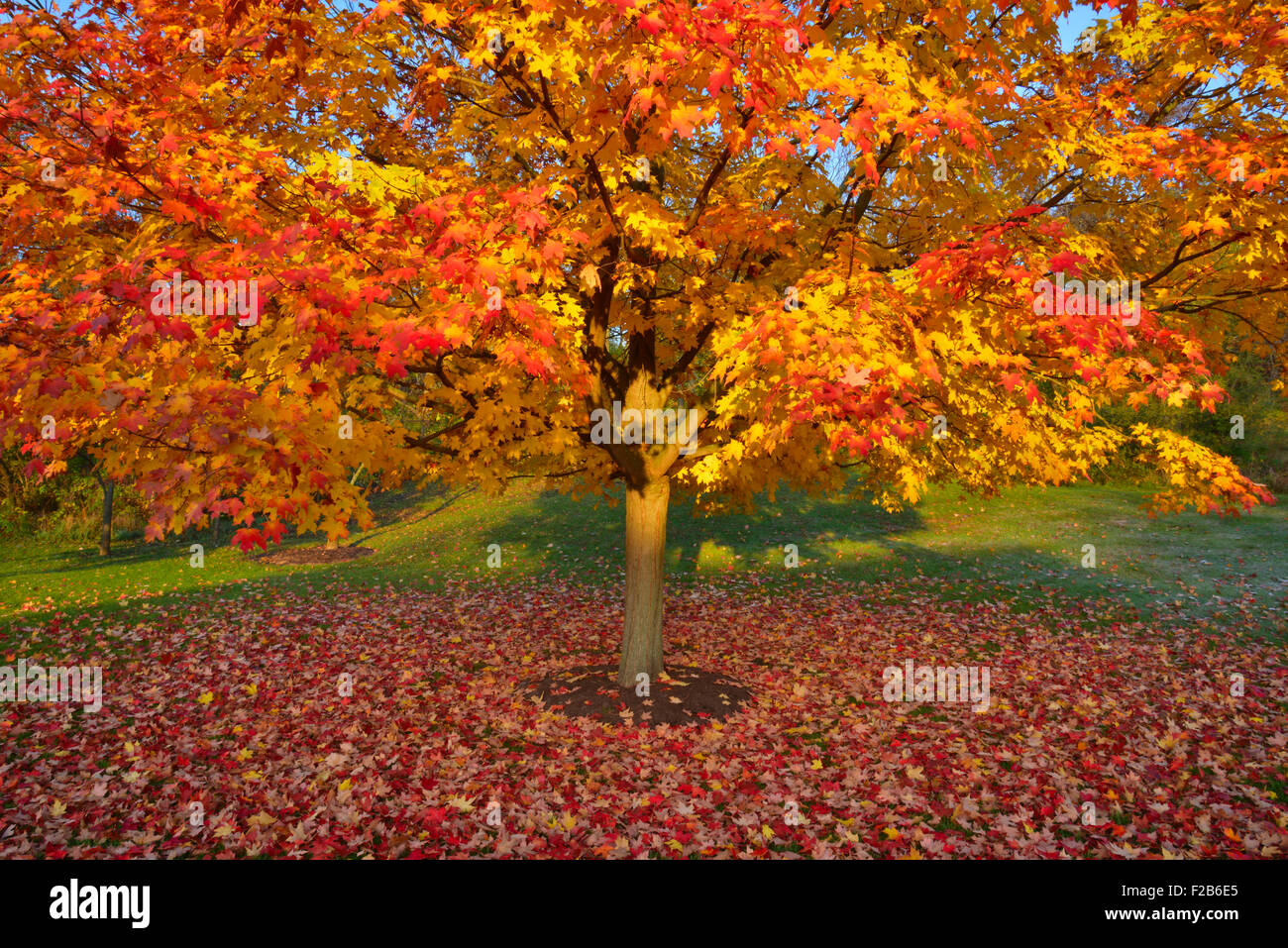 Beautiful sugar maple tree in peak fall color in McHenry County ...