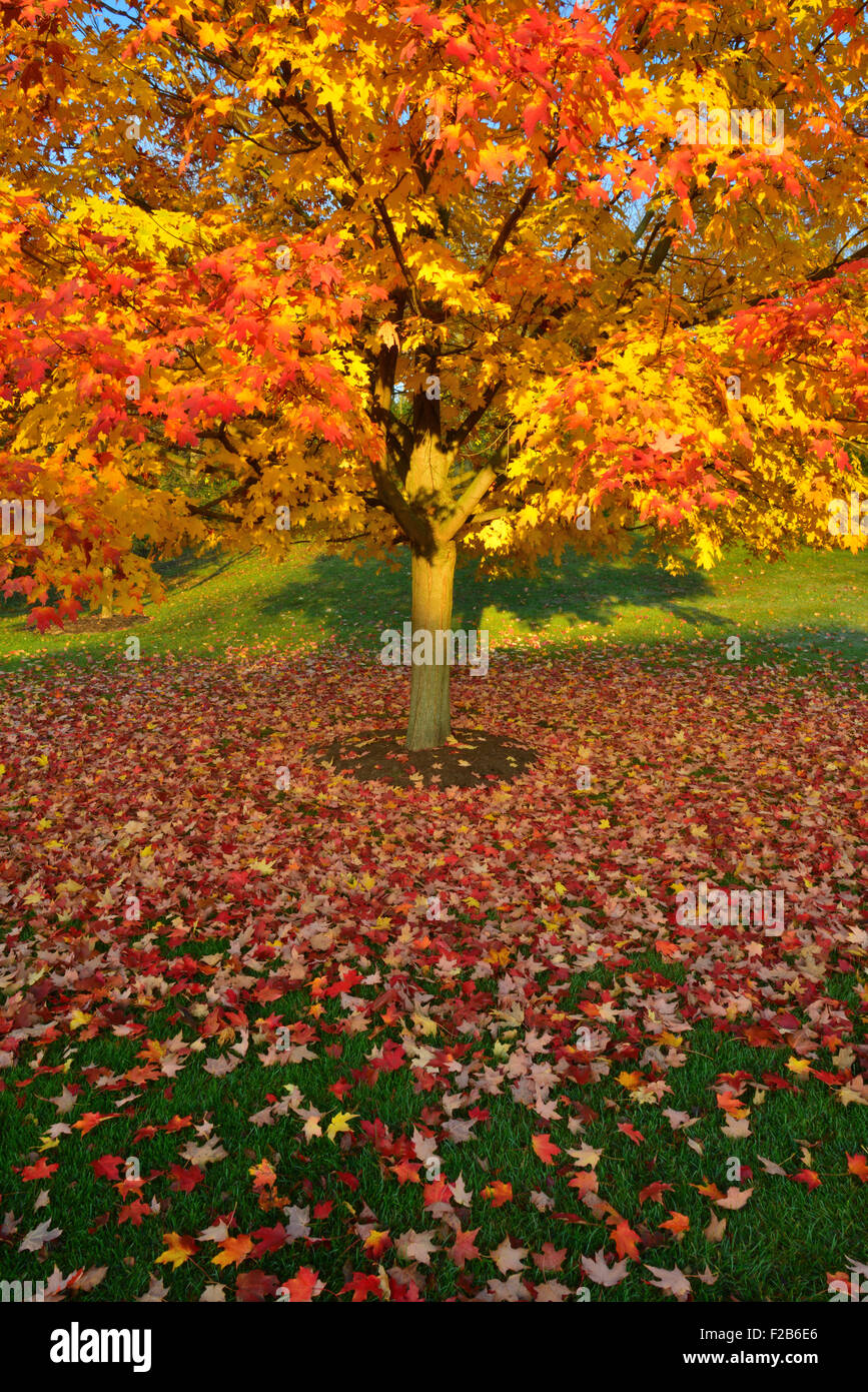 Beautiful sugar maple tree in peak fall color in McHenry County ...