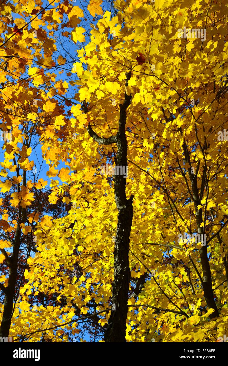Fall colors in McHenry County, Illinois Stock Photo - Alamy